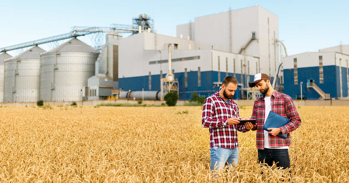 Dark Northern Spring Wheat | Wheat Supplier | Scoular