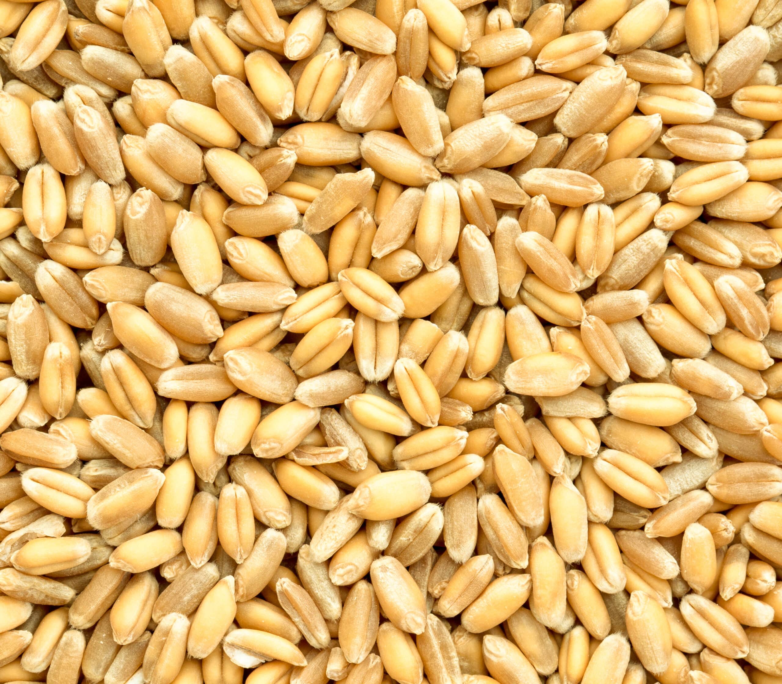 Soft White Wheat | Wheat Supplier | Scoular